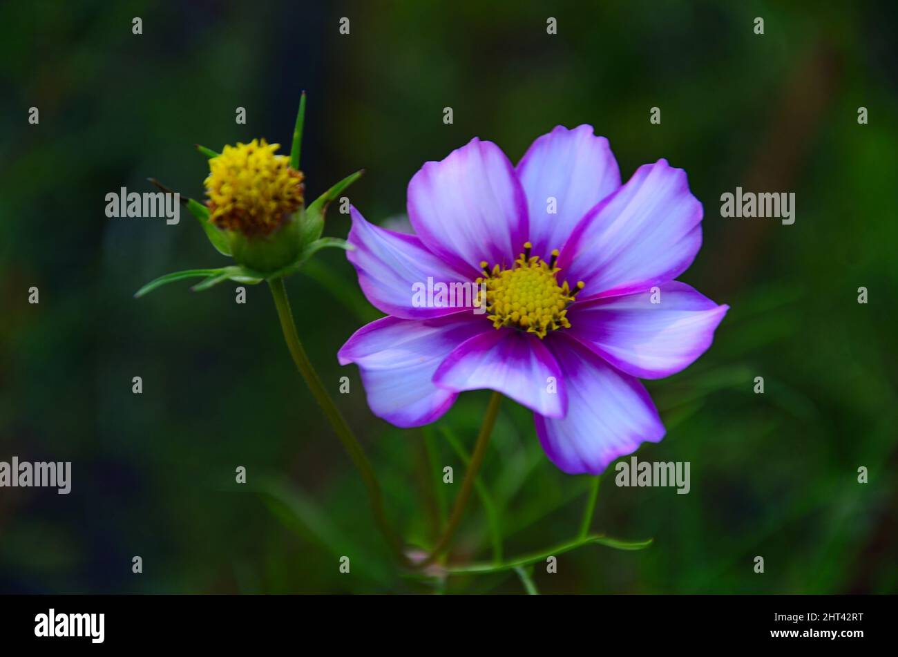Closeup shot of a blooming purple cosmos flower Stock Photo - Alamy