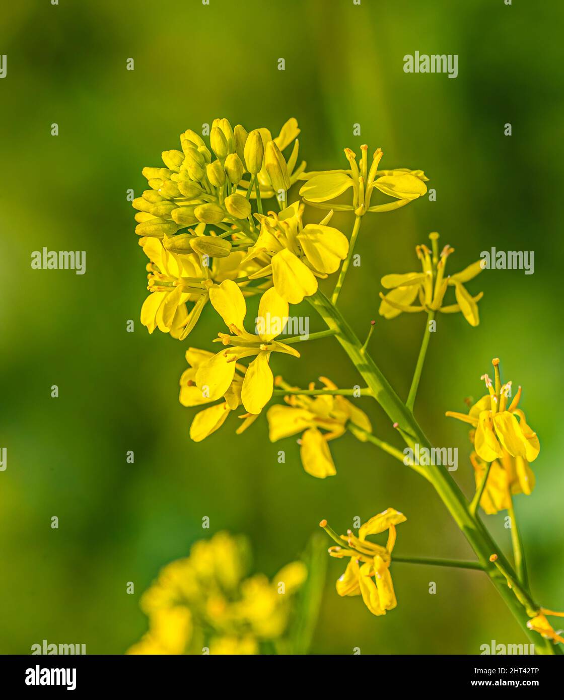 Land of mustard hi-res stock photography and images - Alamy