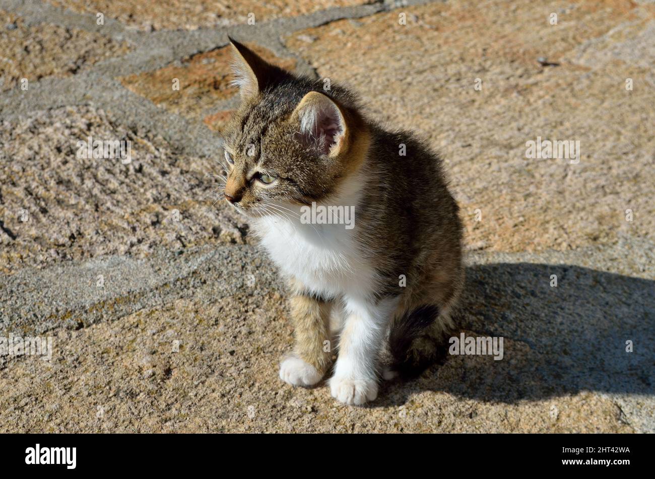 Cute striped cat waiting for someone Stock Photo - Alamy
