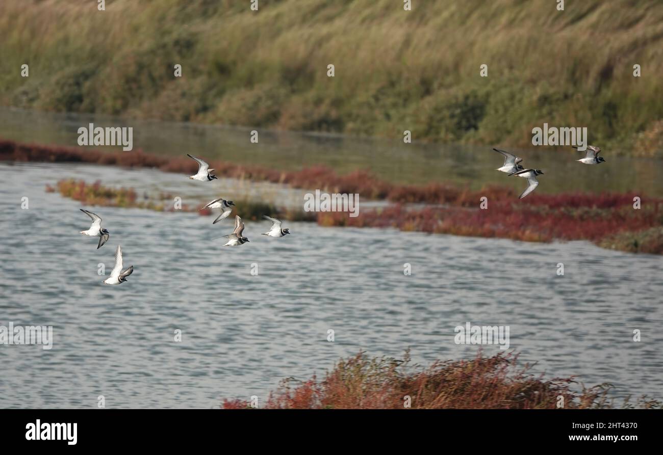 Flock of ringed plover birds flying across a lake in a nature reserve ...