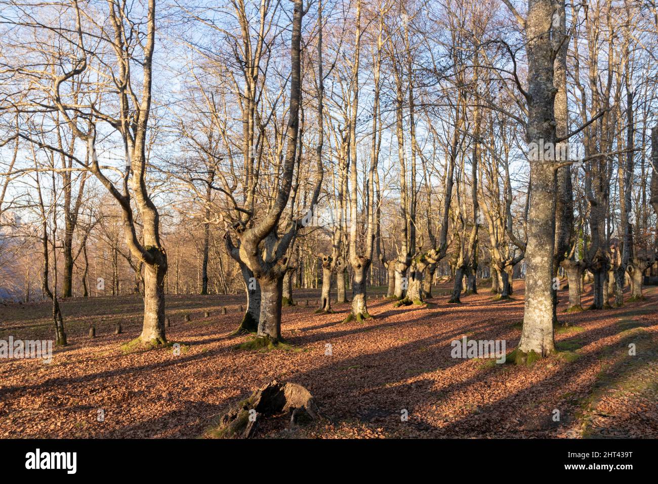 beech forest in the basque country on mount urkiola in the province of ...