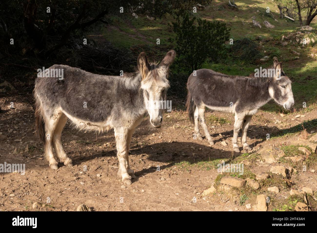 Donkey in nature hi-res stock photography and images - Alamy