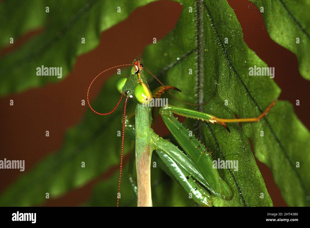 Praying mantis (Miomantis caffra Stock Photo - Alamy