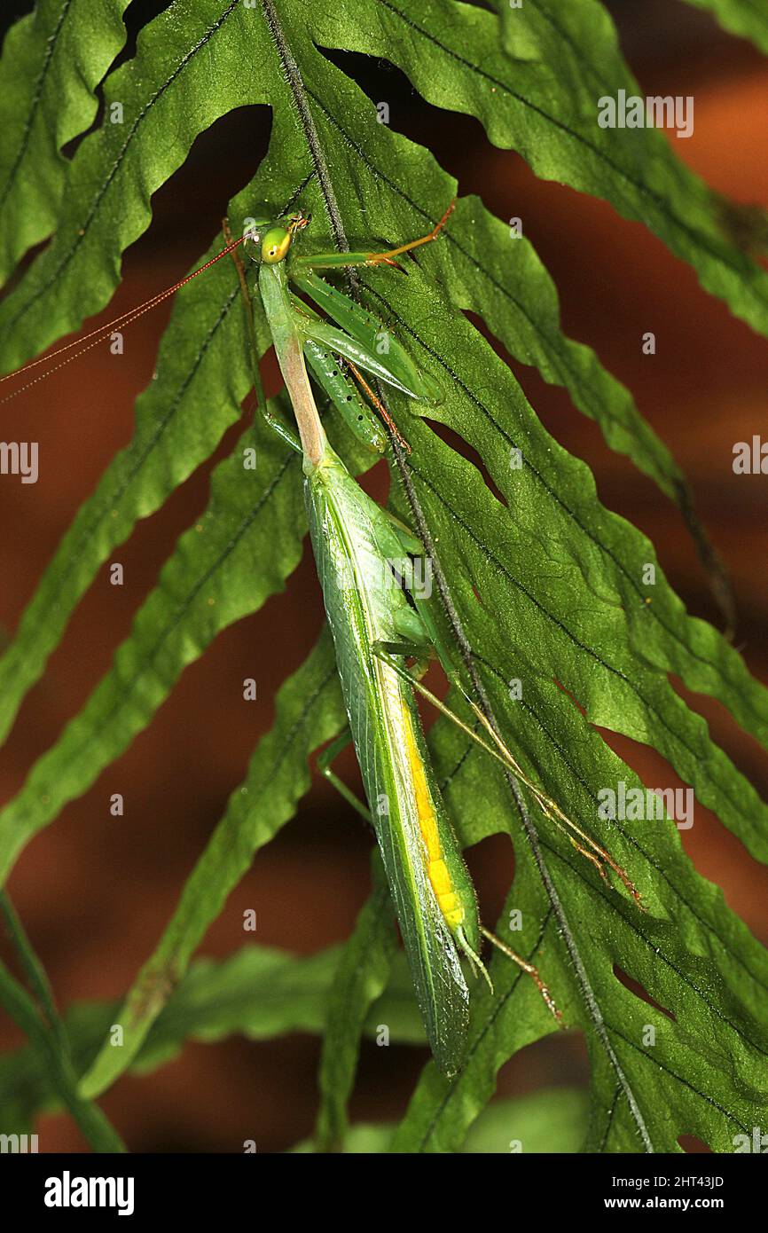 Praying mantis (Miomantis caffra Stock Photo - Alamy