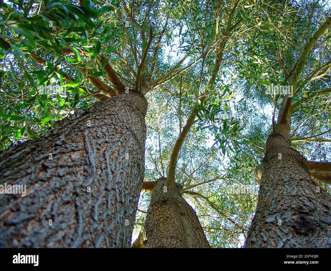 Three 3 trees hi-res stock photography and images - Alamy