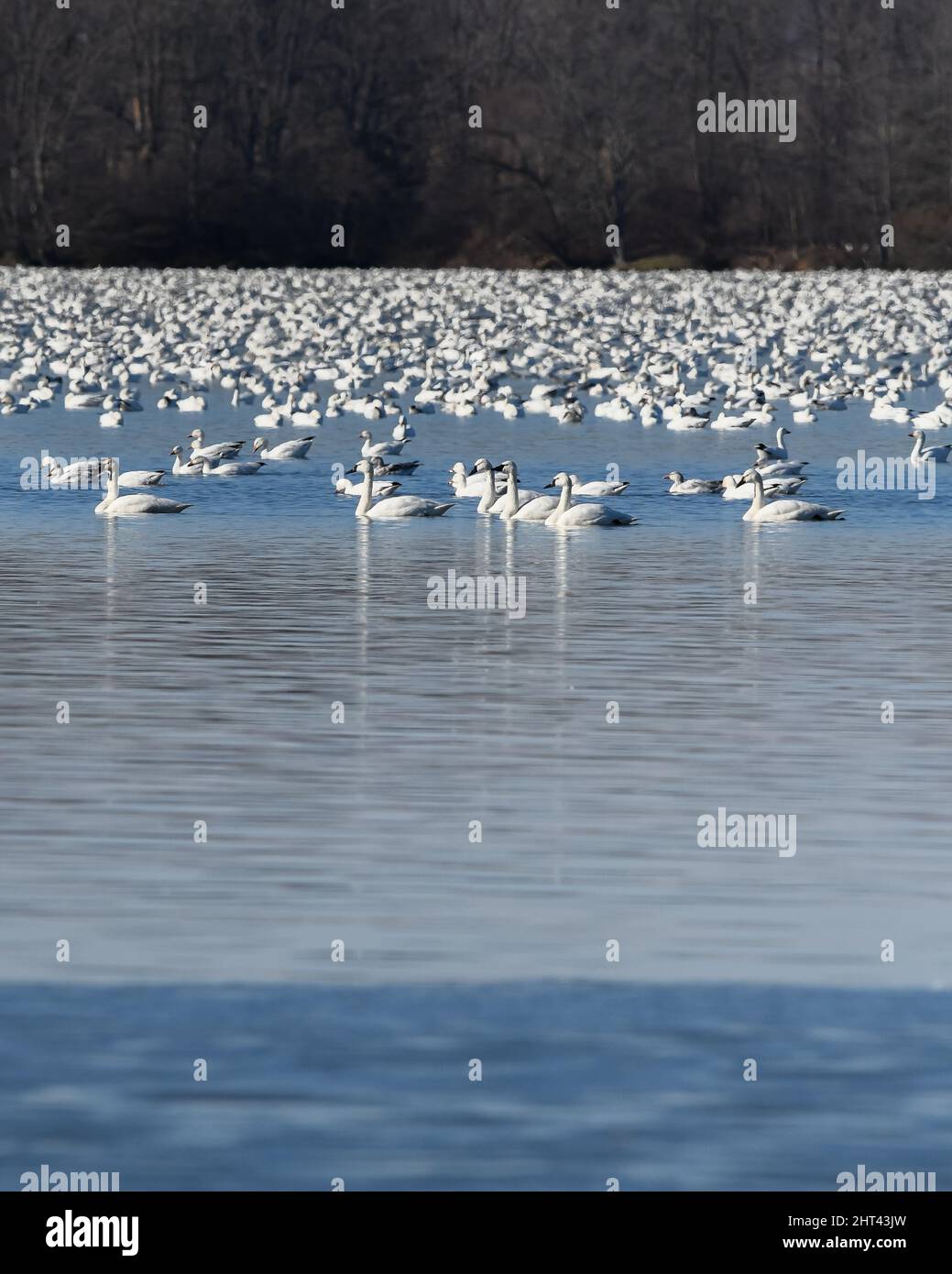 Snow geese flying Anser caerulescens / snow goose waterfowl flock ...