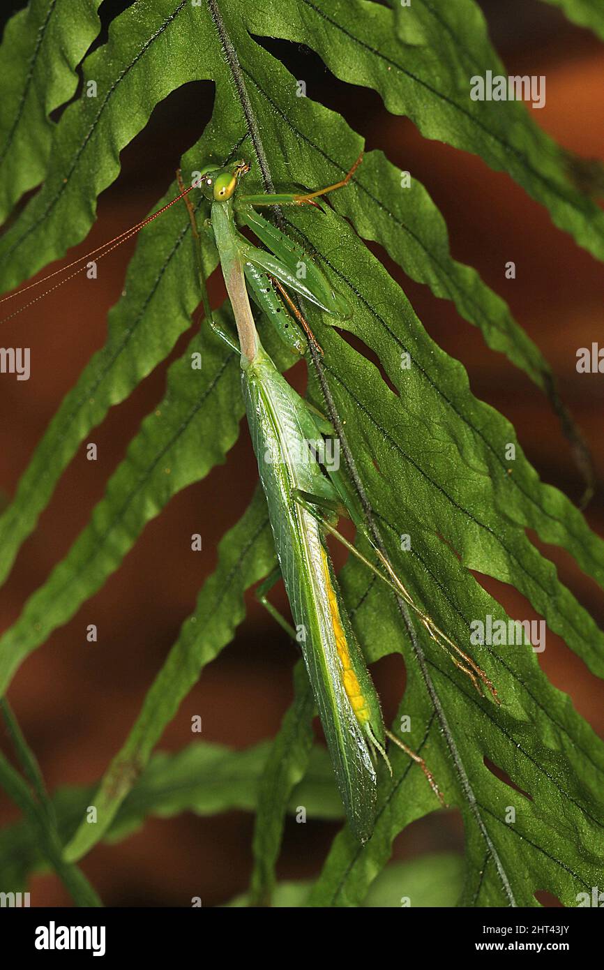Praying mantis (Miomantis caffra Stock Photo - Alamy