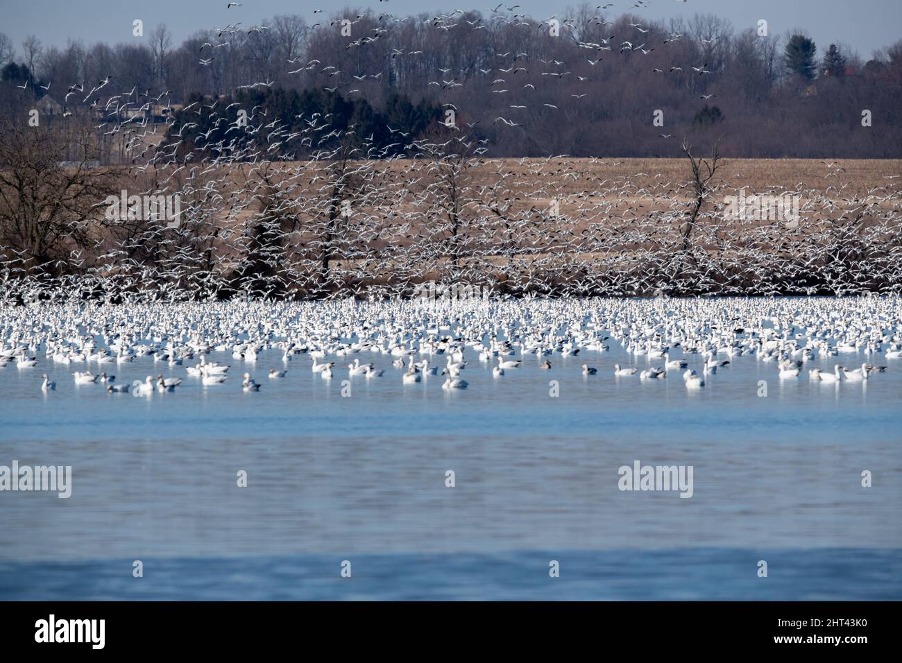 Snow geese flying Anser caerulescens / snow goose waterfowl flock ...