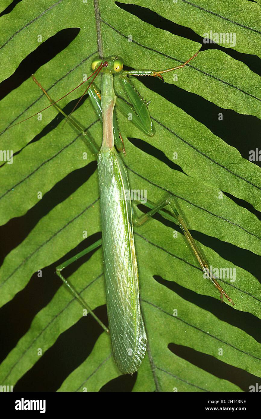Praying mantis (Miomantis caffra Stock Photo - Alamy