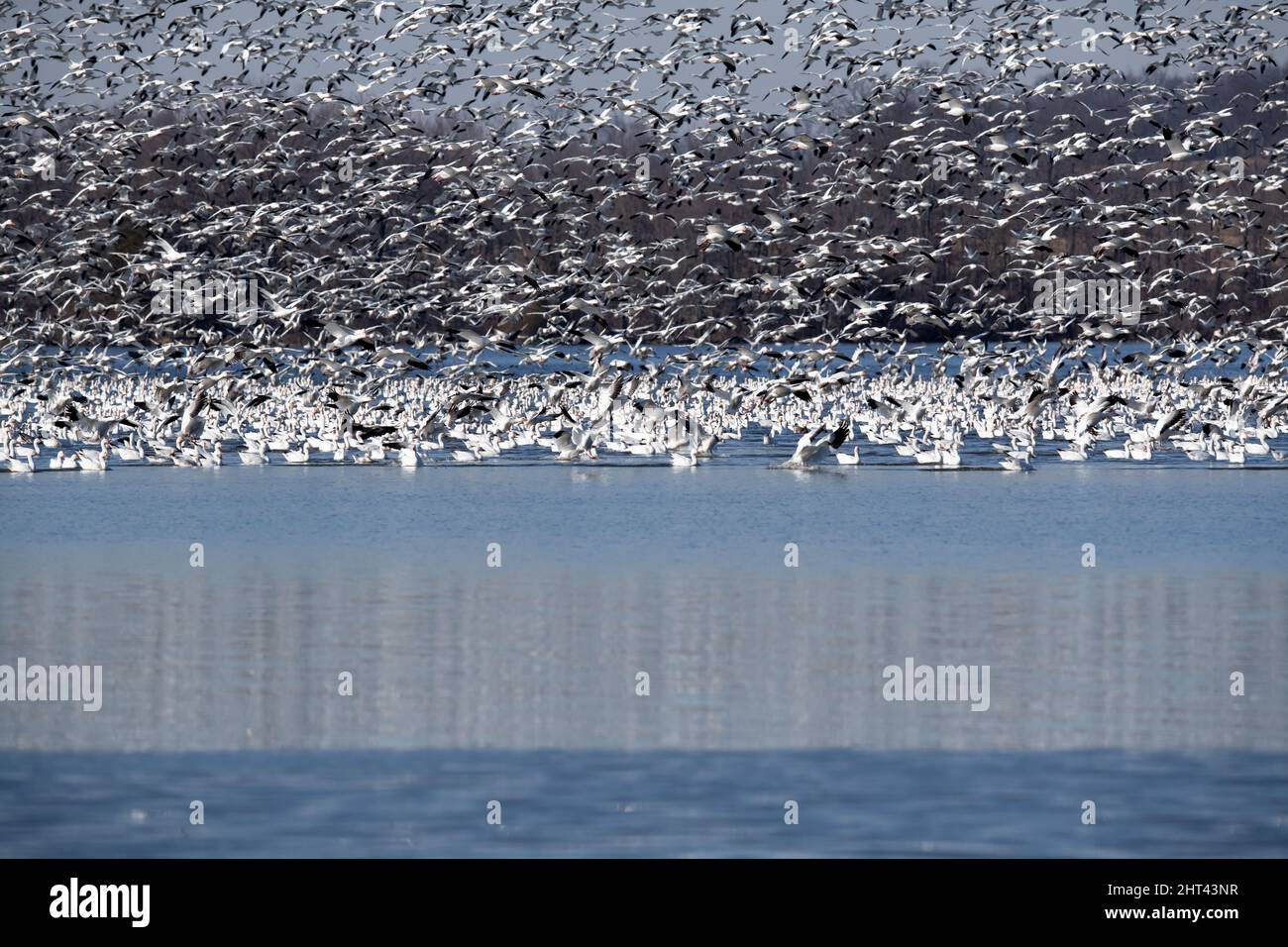 Snow geese flying Anser caerulescens / snow goose waterfowl flock ...