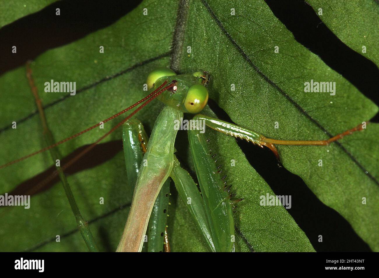 Praying mantis (Miomantis caffra Stock Photo - Alamy