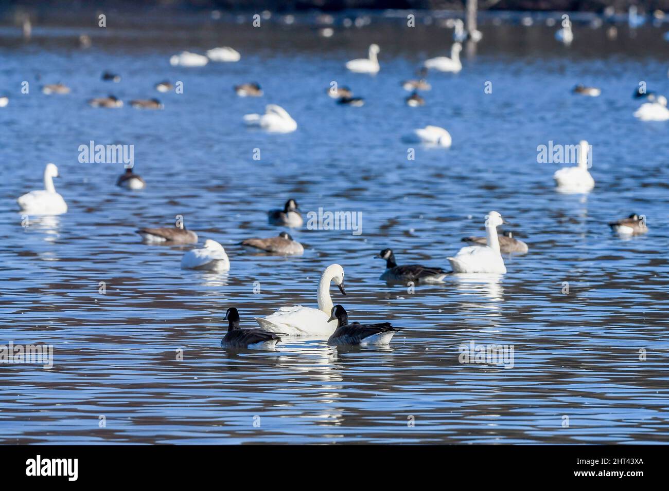 Snow geese flying Anser caerulescens / snow goose waterfowl flock ...