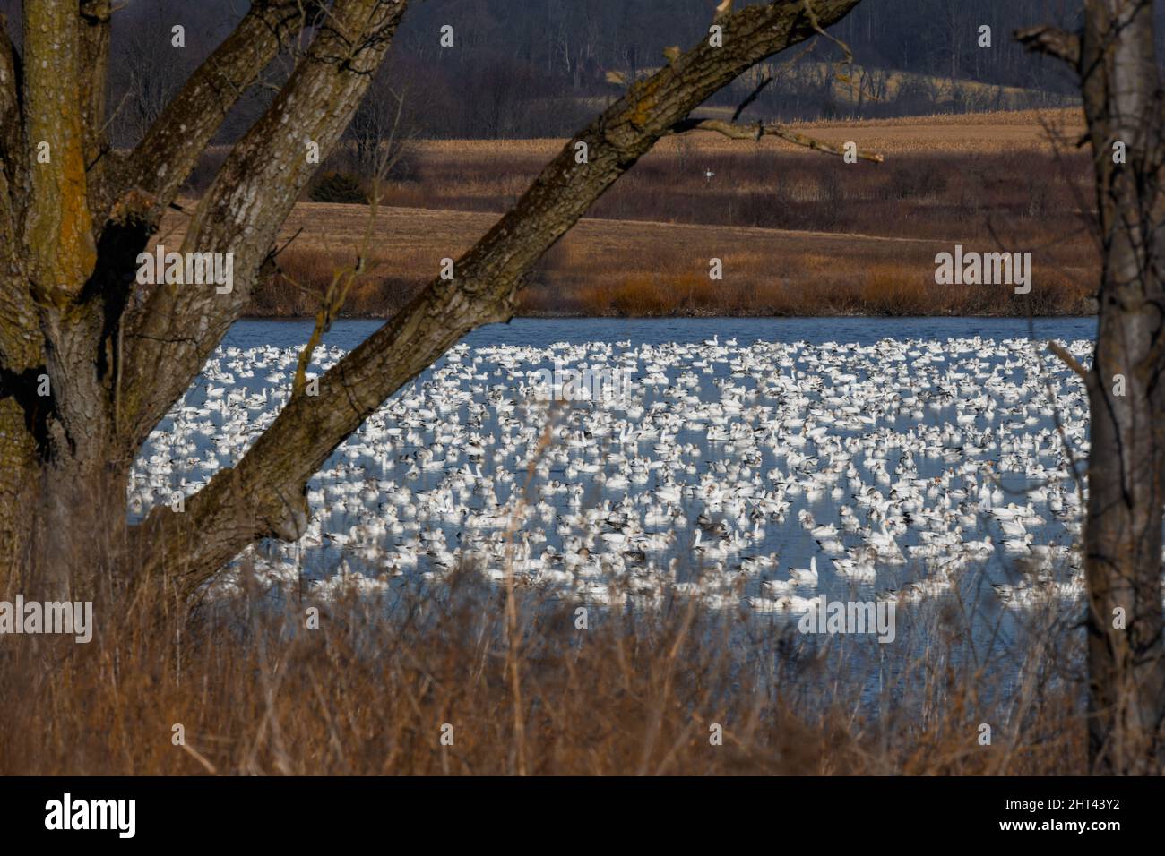 Snow geese flying Anser caerulescens / snow goose waterfowl flock ...