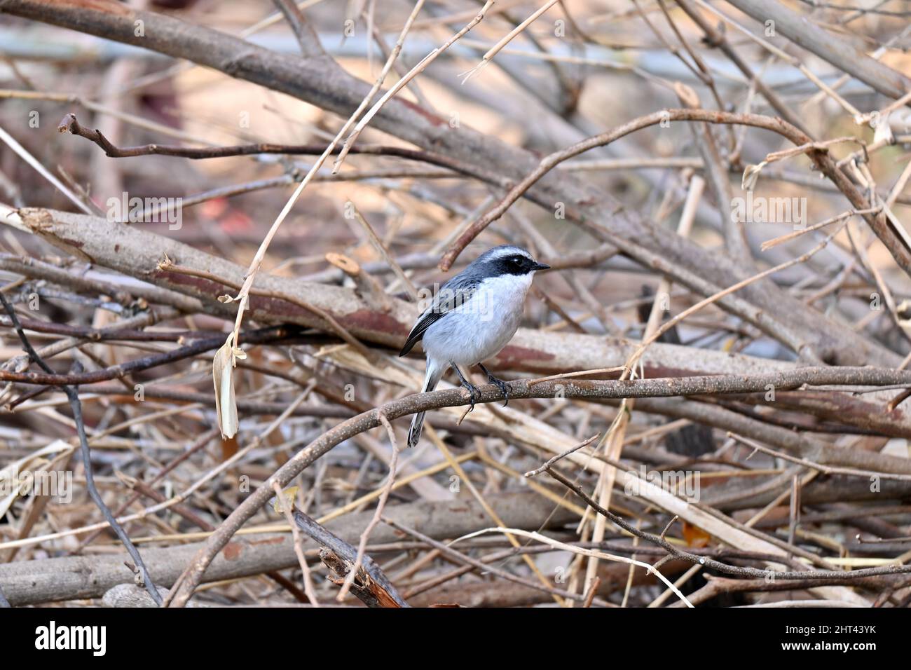 Beautiful shot of a semi-collared flycatcher sitting on a pile of dry ...