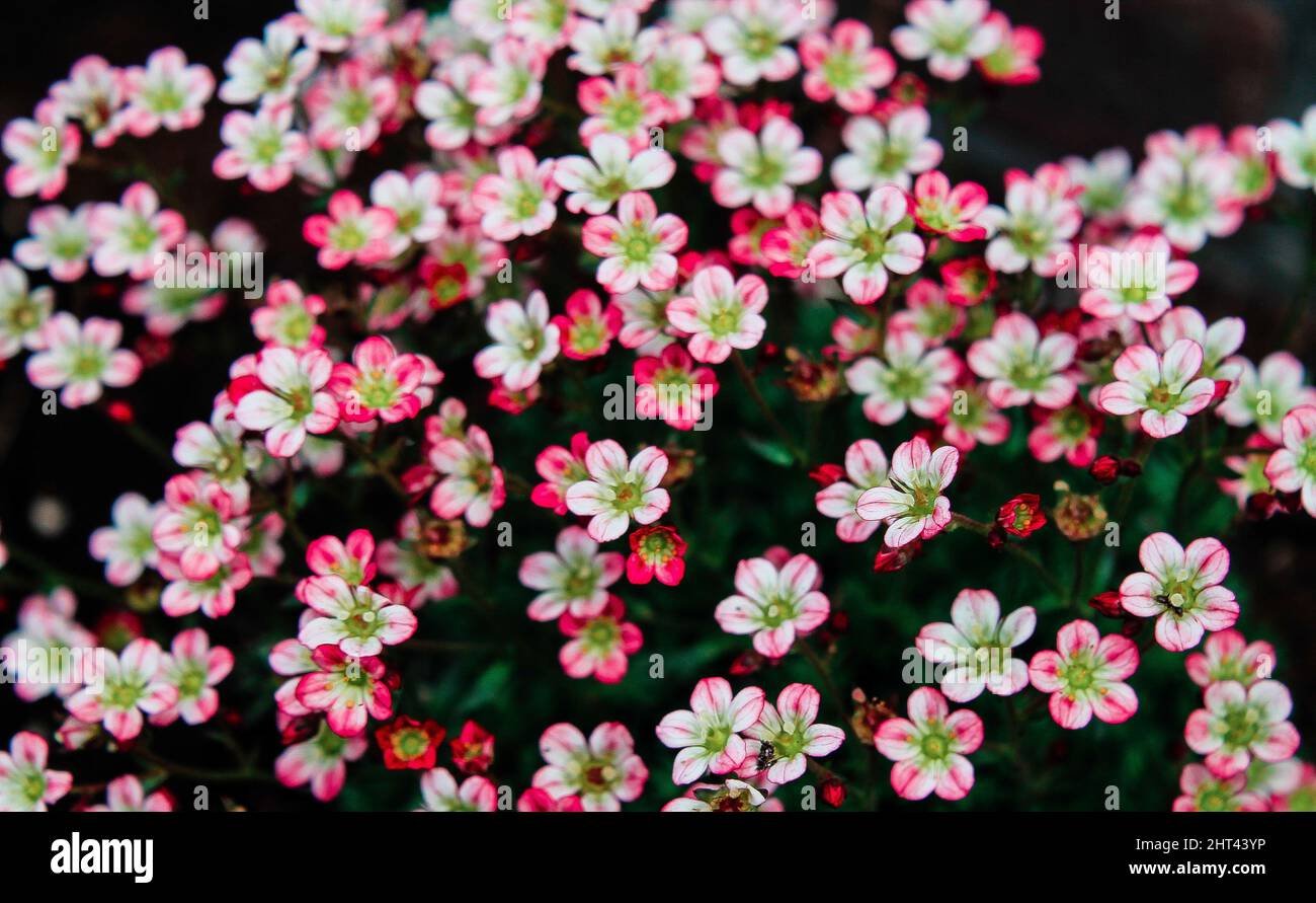 Close up shot of beautiful pink rockfoil flowers on a spring day Stock ...