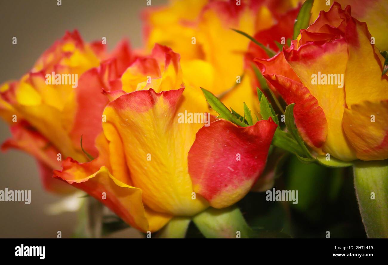 Close up shot of beautiful garden roses on a spring day Stock Photo - Alamy