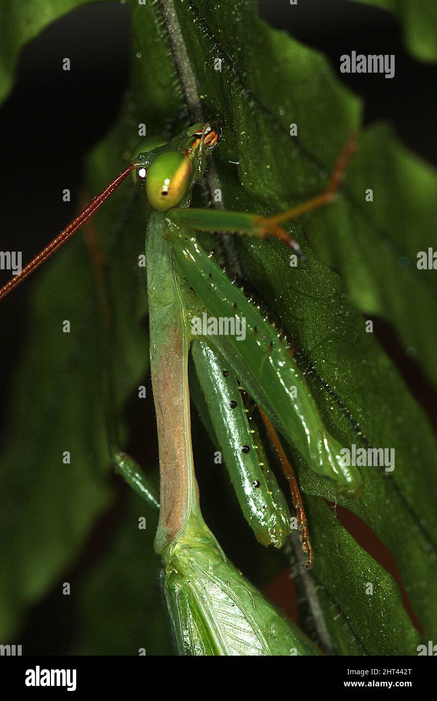 Praying mantis (Miomantis caffra Stock Photo - Alamy