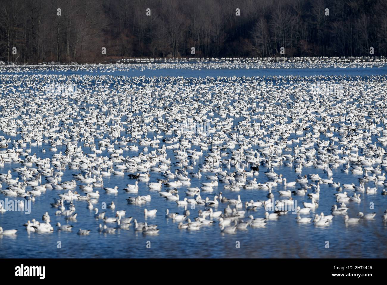 Snow geese flying Anser caerulescens / snow goose waterfowl flock ...