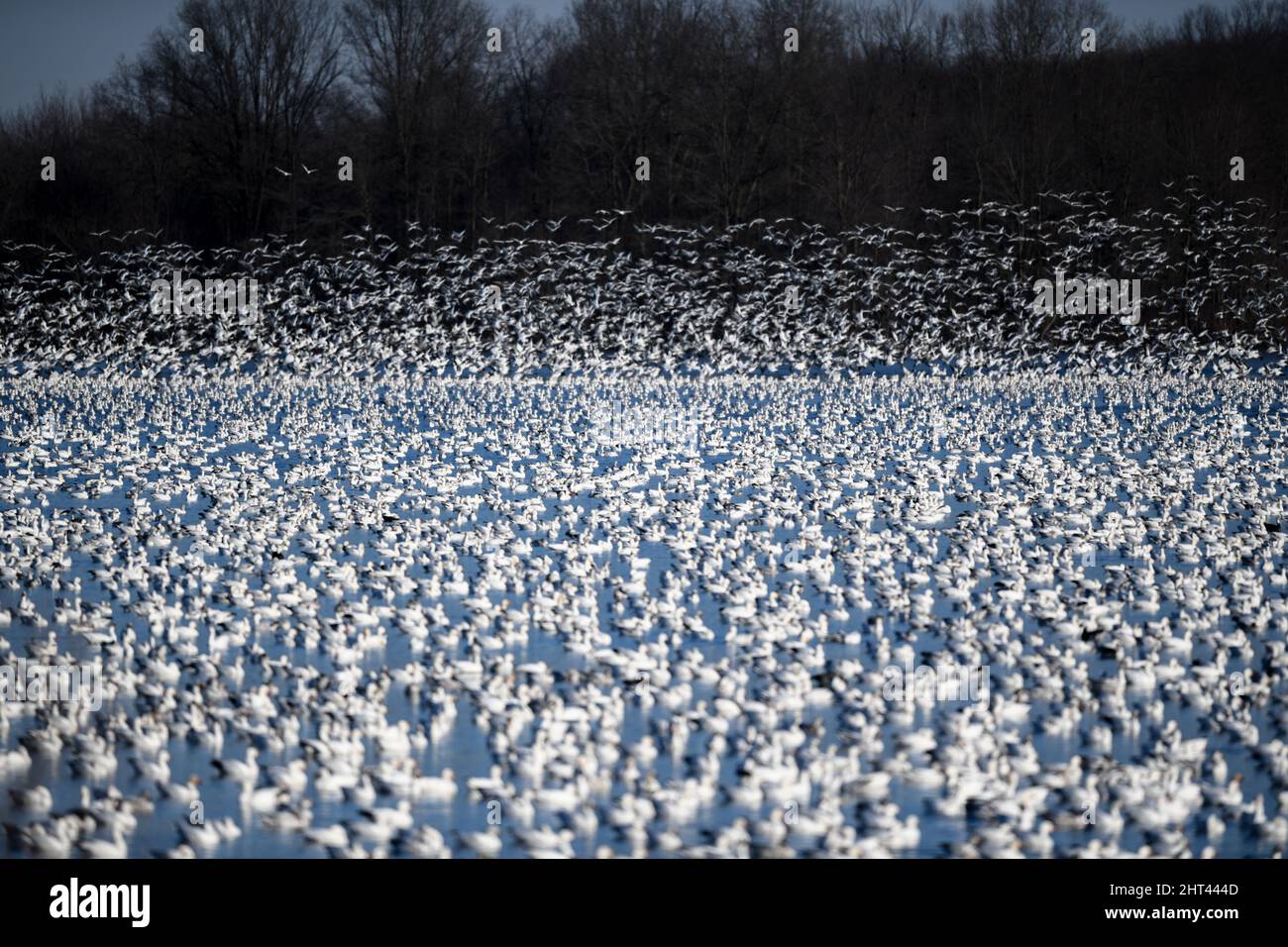 Snow geese flying Anser caerulescens / snow goose waterfowl flock ...