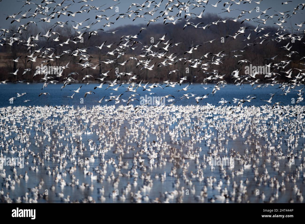 Snow geese flying Anser caerulescens / snow goose waterfowl flock ...