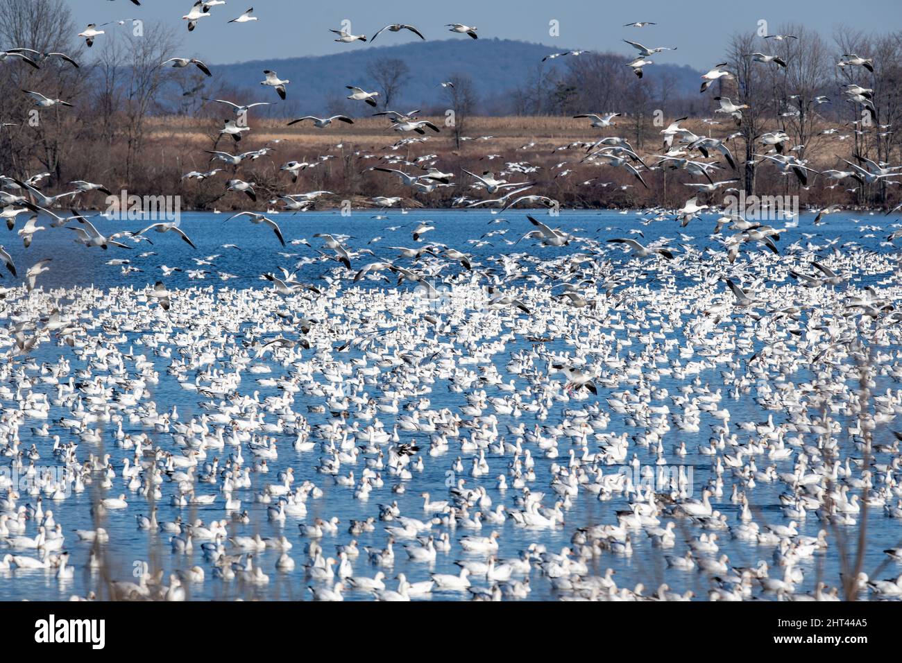 Snow geese flying Anser caerulescens / snow goose waterfowl flock ...