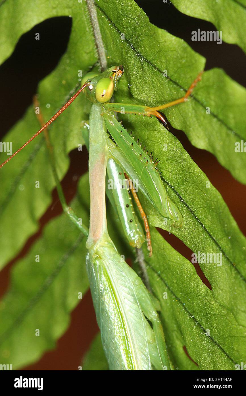 Praying mantis (Miomantis caffra Stock Photo - Alamy