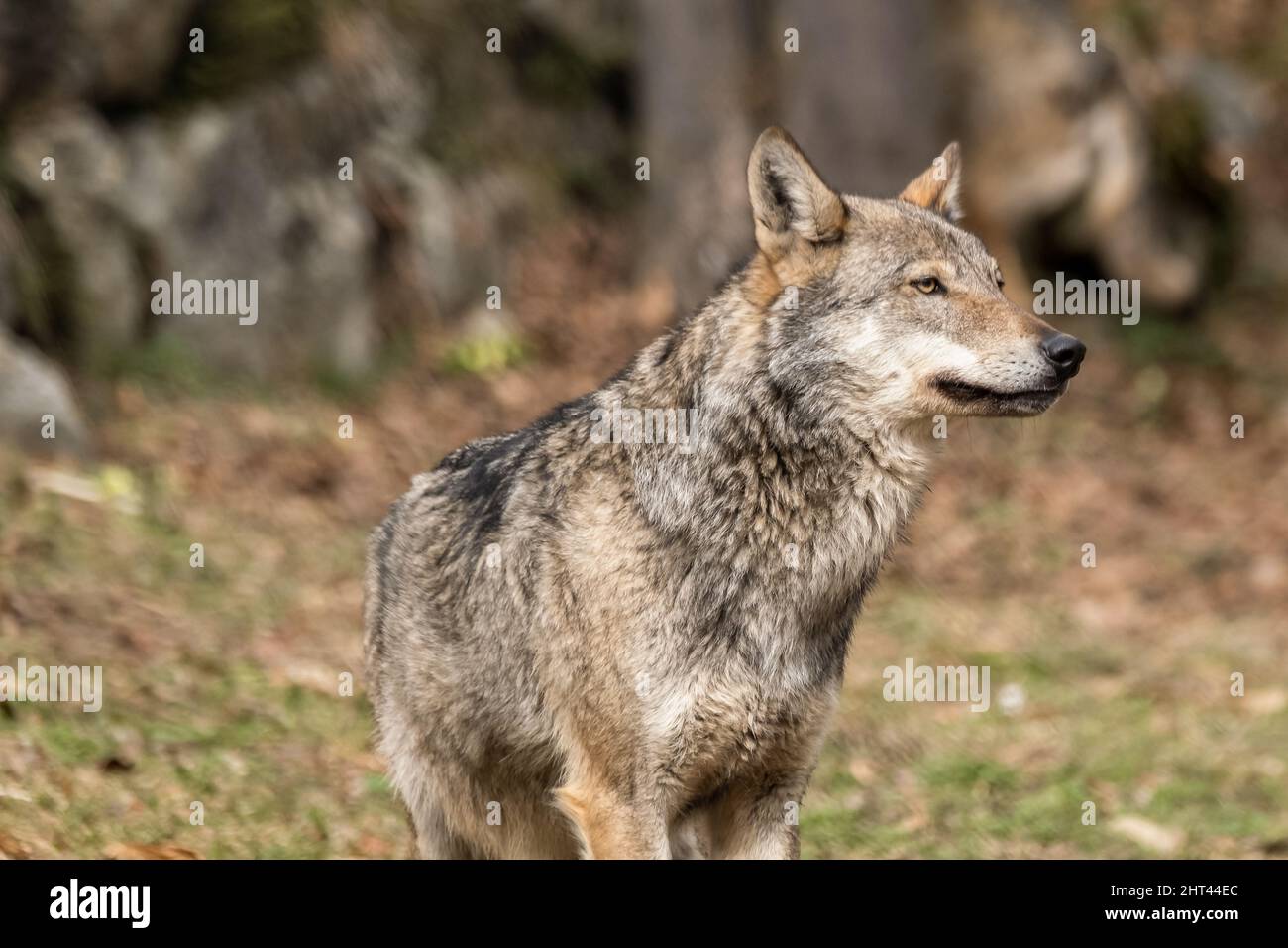 Italian wolf (canis lupus italicus) in wildlife center "Uomini e Stock ...