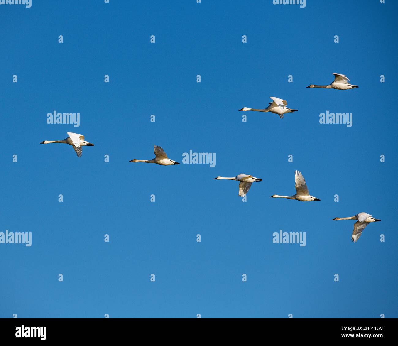 Tundra swans migrating north - Cygnus columbianus migration at Middle ...