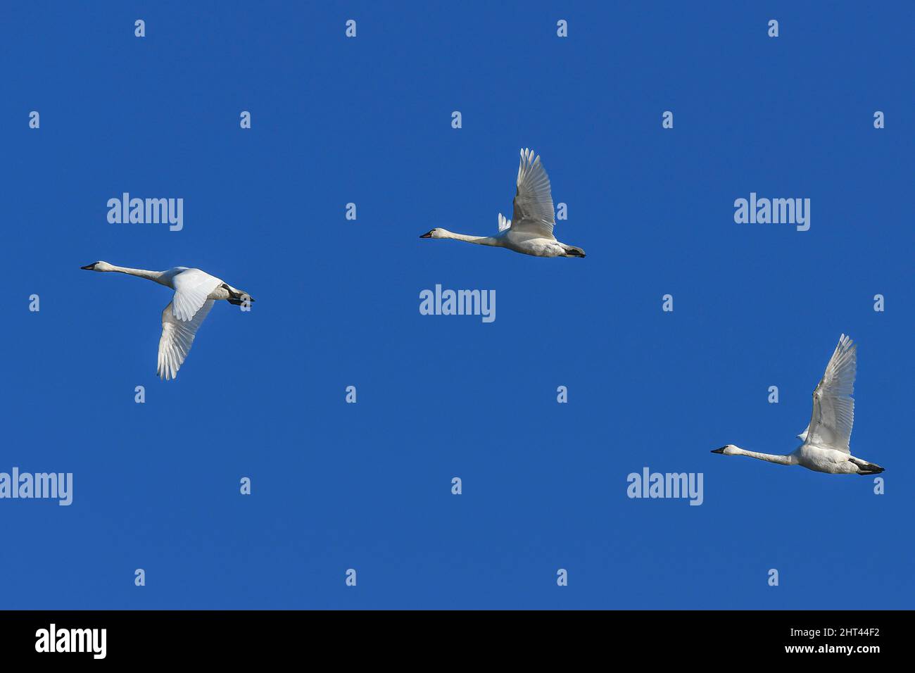 Tundra swans migrating north - Cygnus columbianus migration at Middle ...