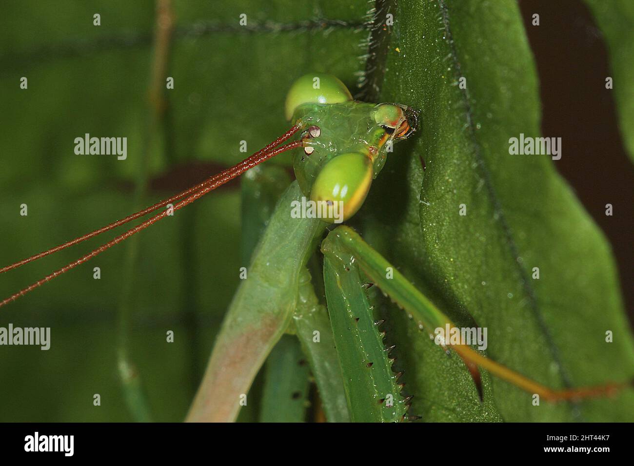 Praying mantis (Miomantis caffra Stock Photo - Alamy
