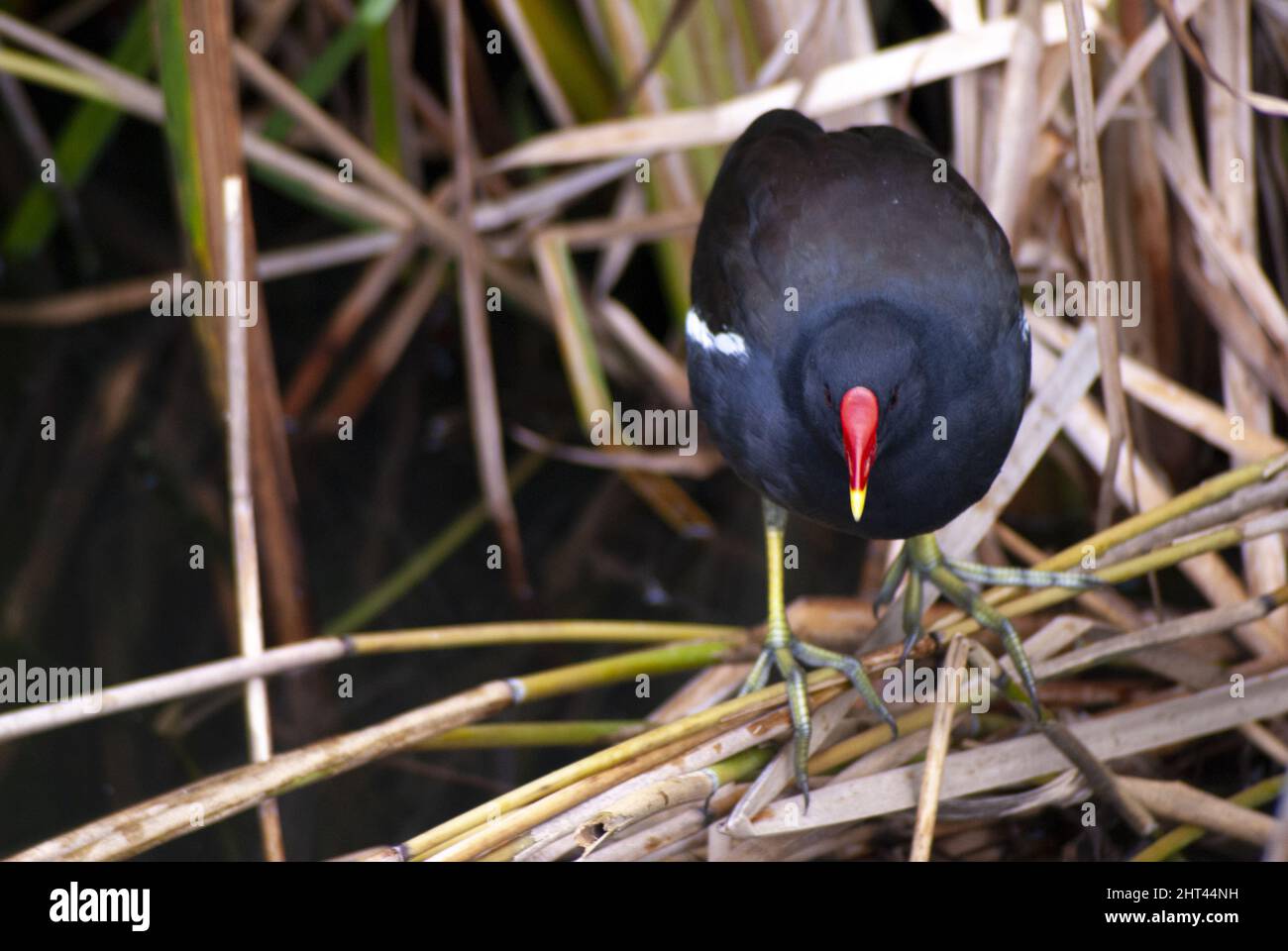 Common redfish hi-res stock photography and images - Alamy