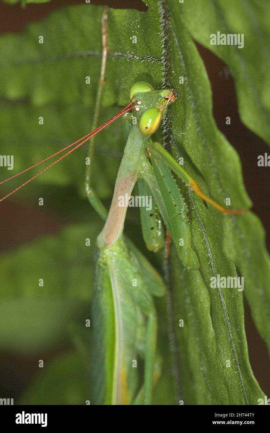 Praying mantis (Miomantis caffra Stock Photo - Alamy