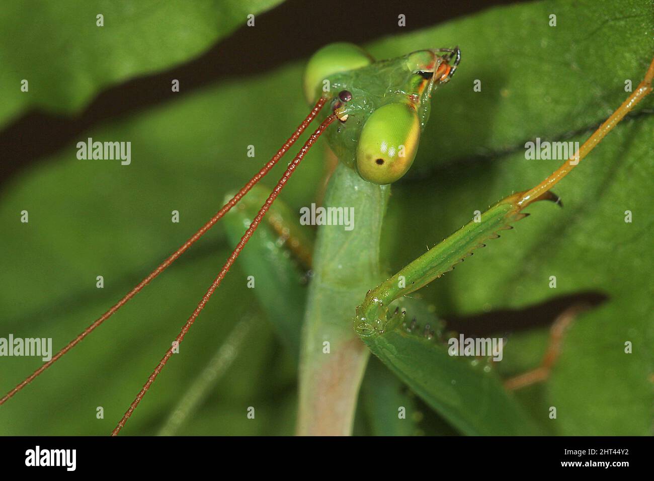 Praying mantis (Miomantis caffra Stock Photo - Alamy