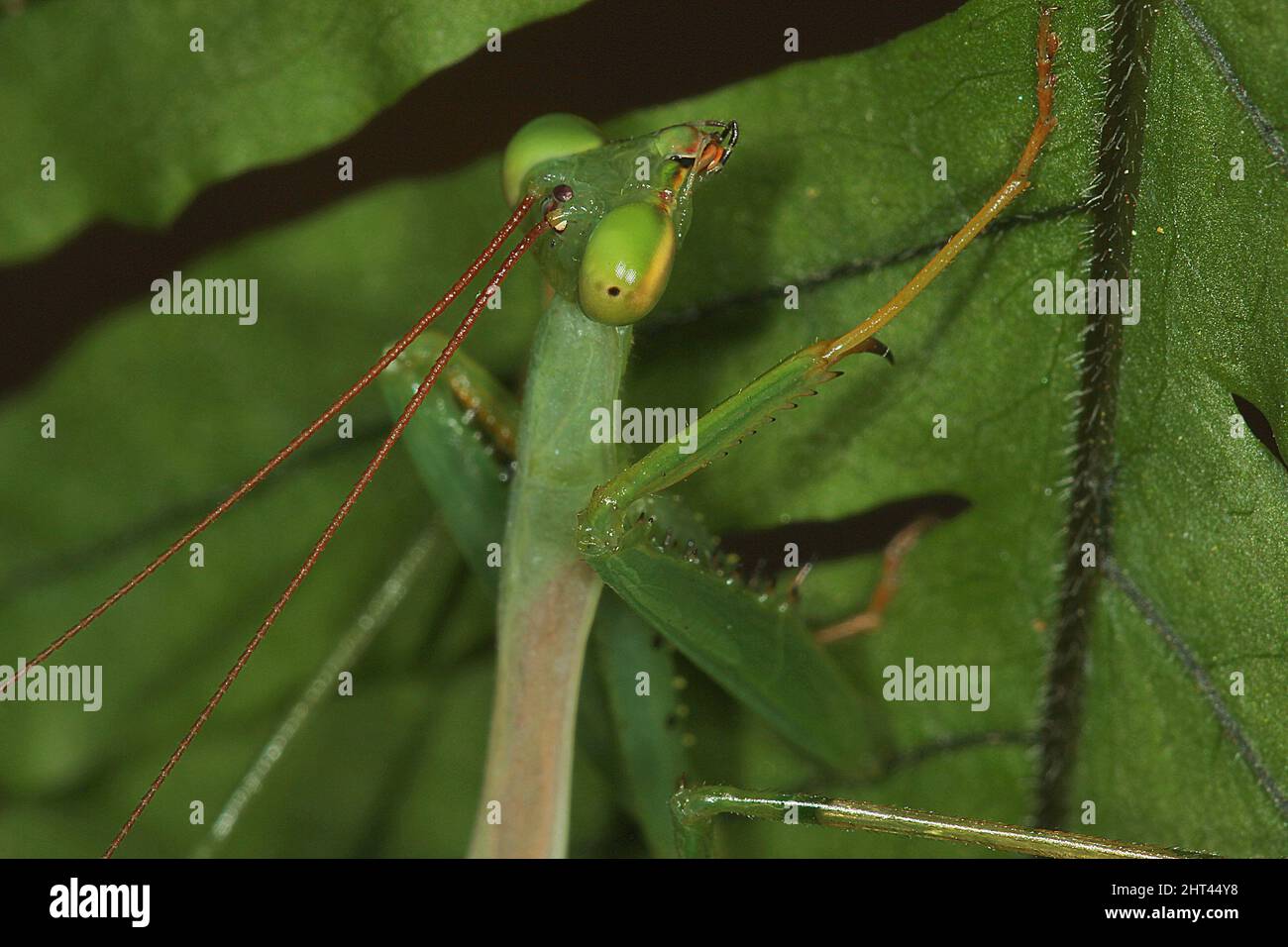 Praying mantis (Miomantis caffra Stock Photo - Alamy