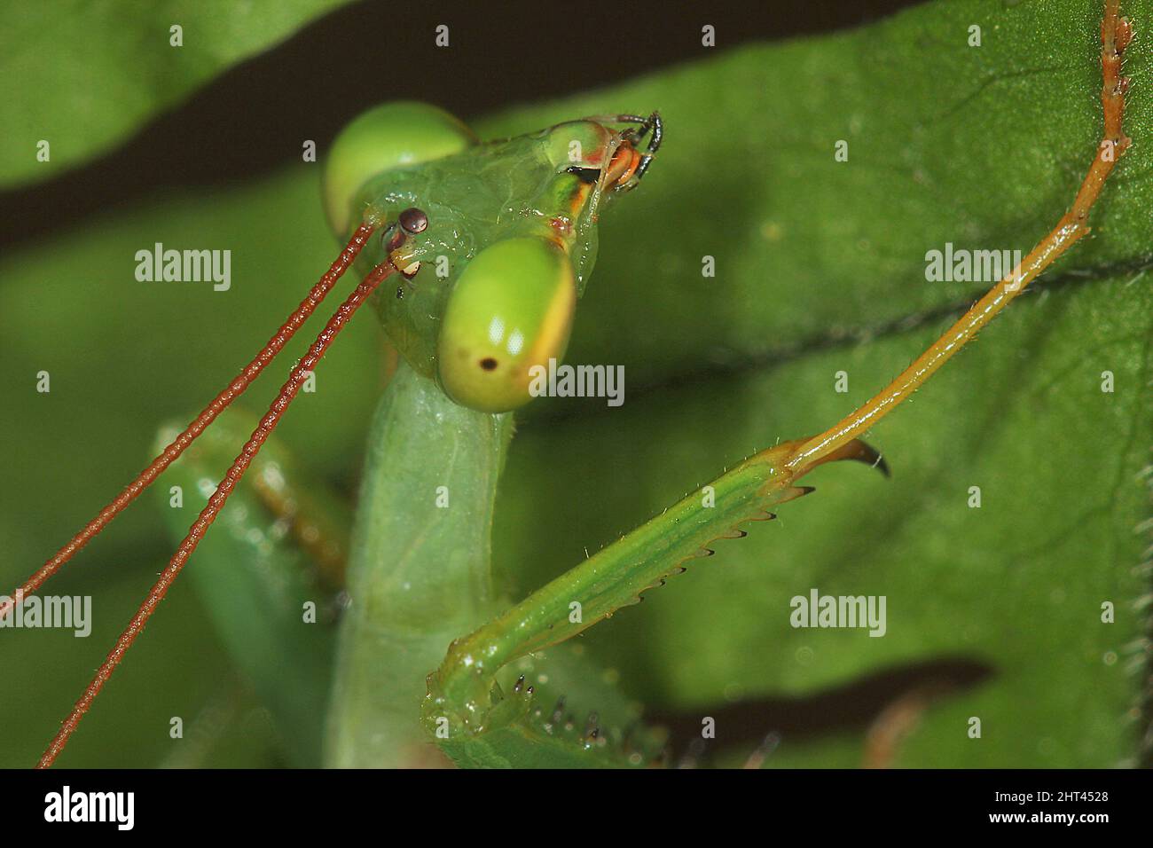 Praying mantis (Miomantis caffra Stock Photo - Alamy