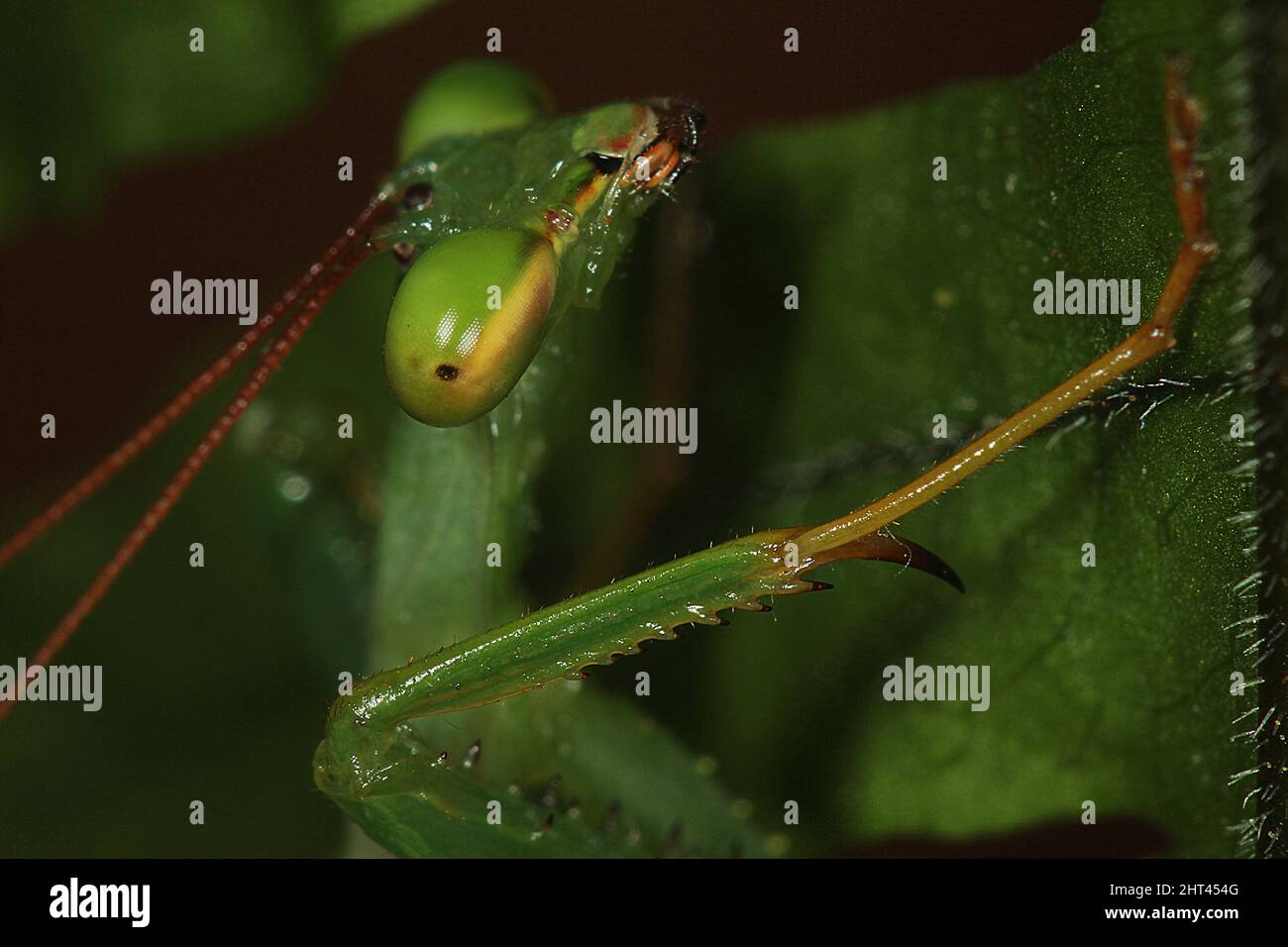 Praying mantis (Miomantis caffra Stock Photo - Alamy