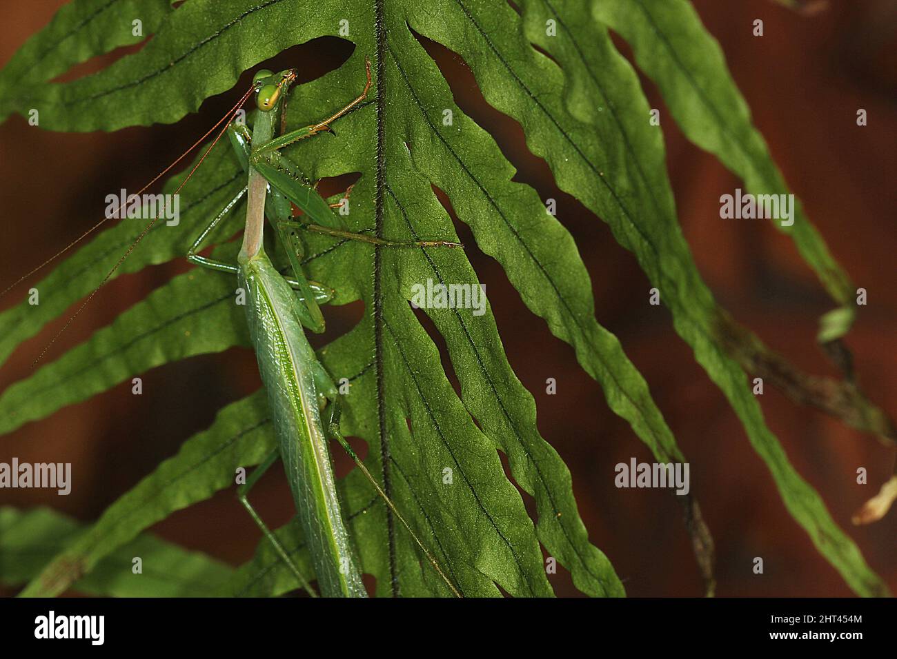 Praying mantis (Miomantis caffra Stock Photo - Alamy