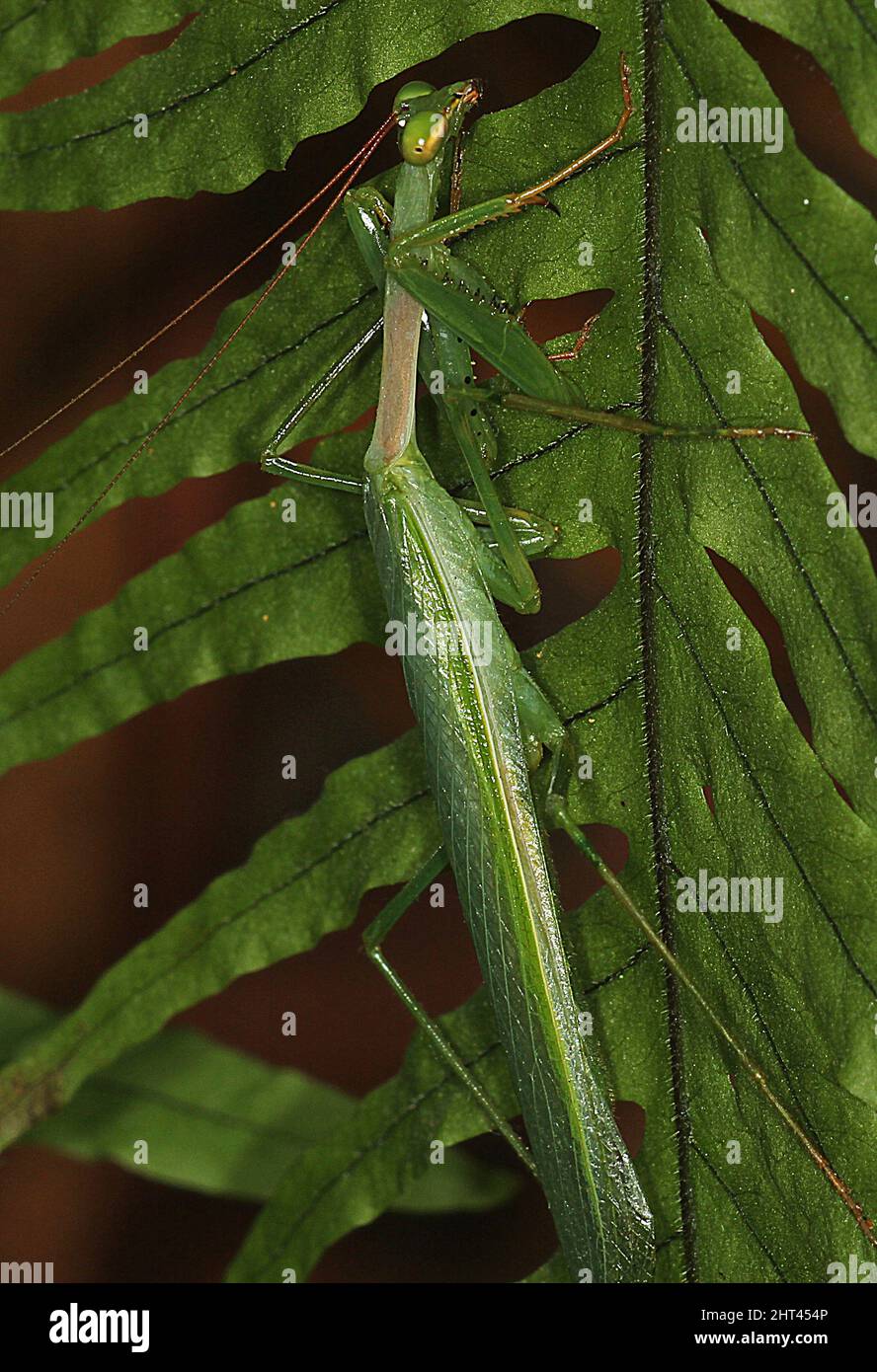 Praying mantis (Miomantis caffra Stock Photo - Alamy