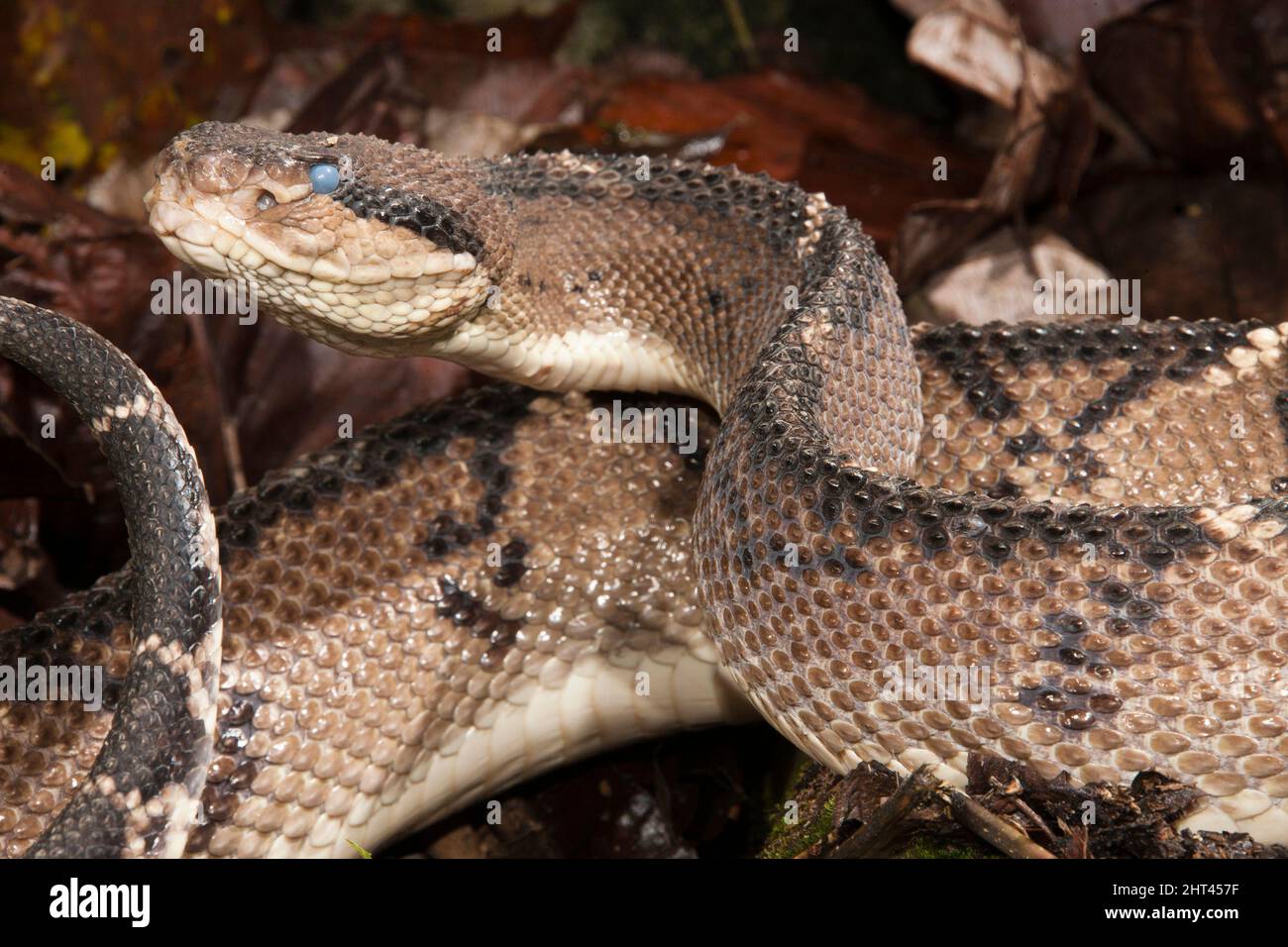 Bushmaster Snake Logo