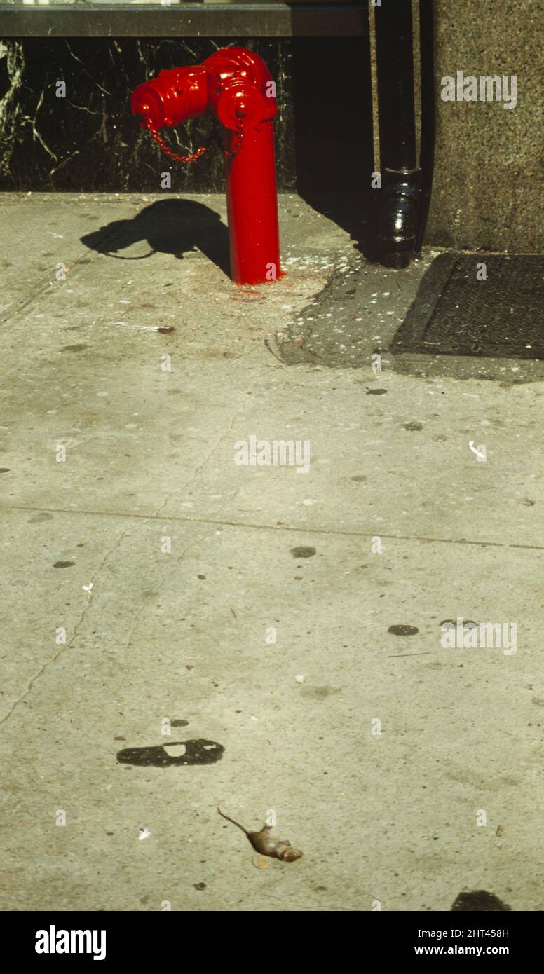 Dead mouse animal road hi-res stock photography and images - Alamy