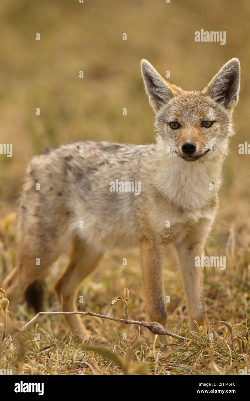 Golden jackal (Canis aureus), looking at the photographer. Ngorongoro ...