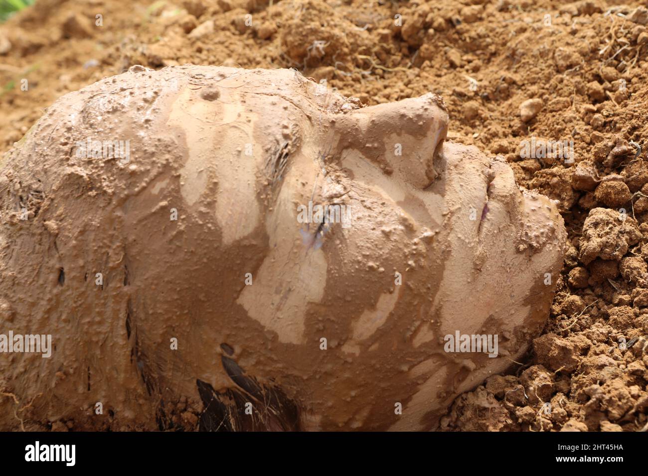A woman buried in the ground A face covered in the ground Stock Photo ...