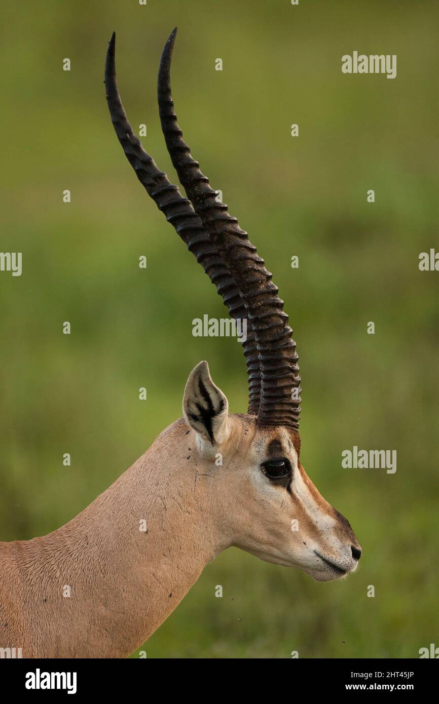 Lyre shaped horns hi-res stock photography and images - Alamy
