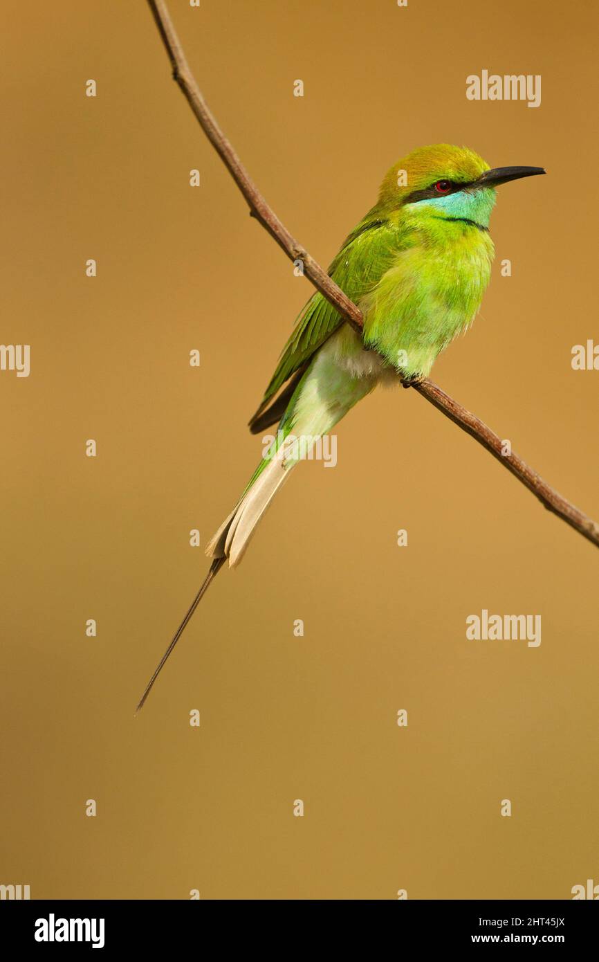 Bee eaters india hi-res stock photography and images - Alamy