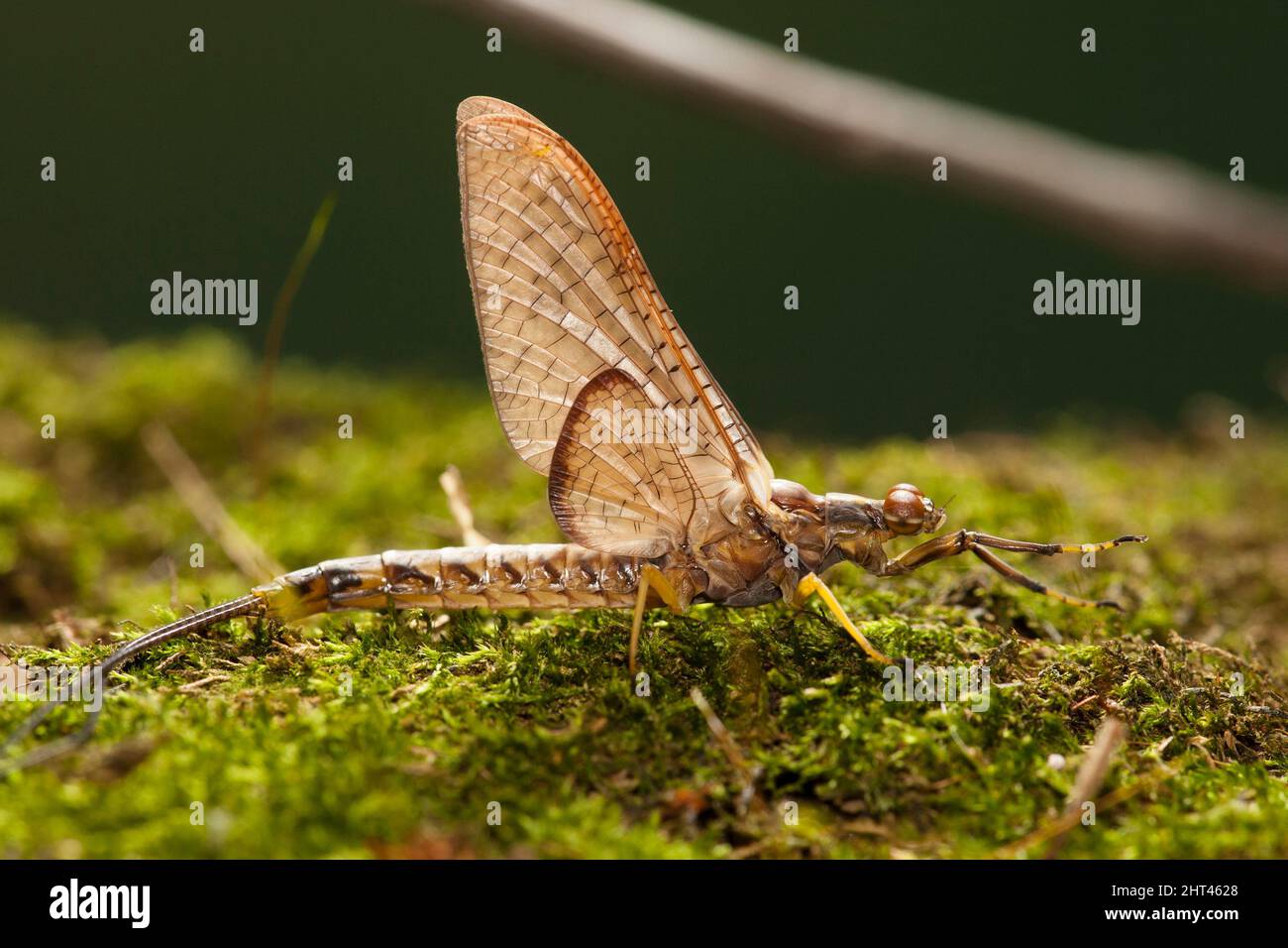 Mayfly (Order: Ephemeroptera), imago Stock Photo - Alamy