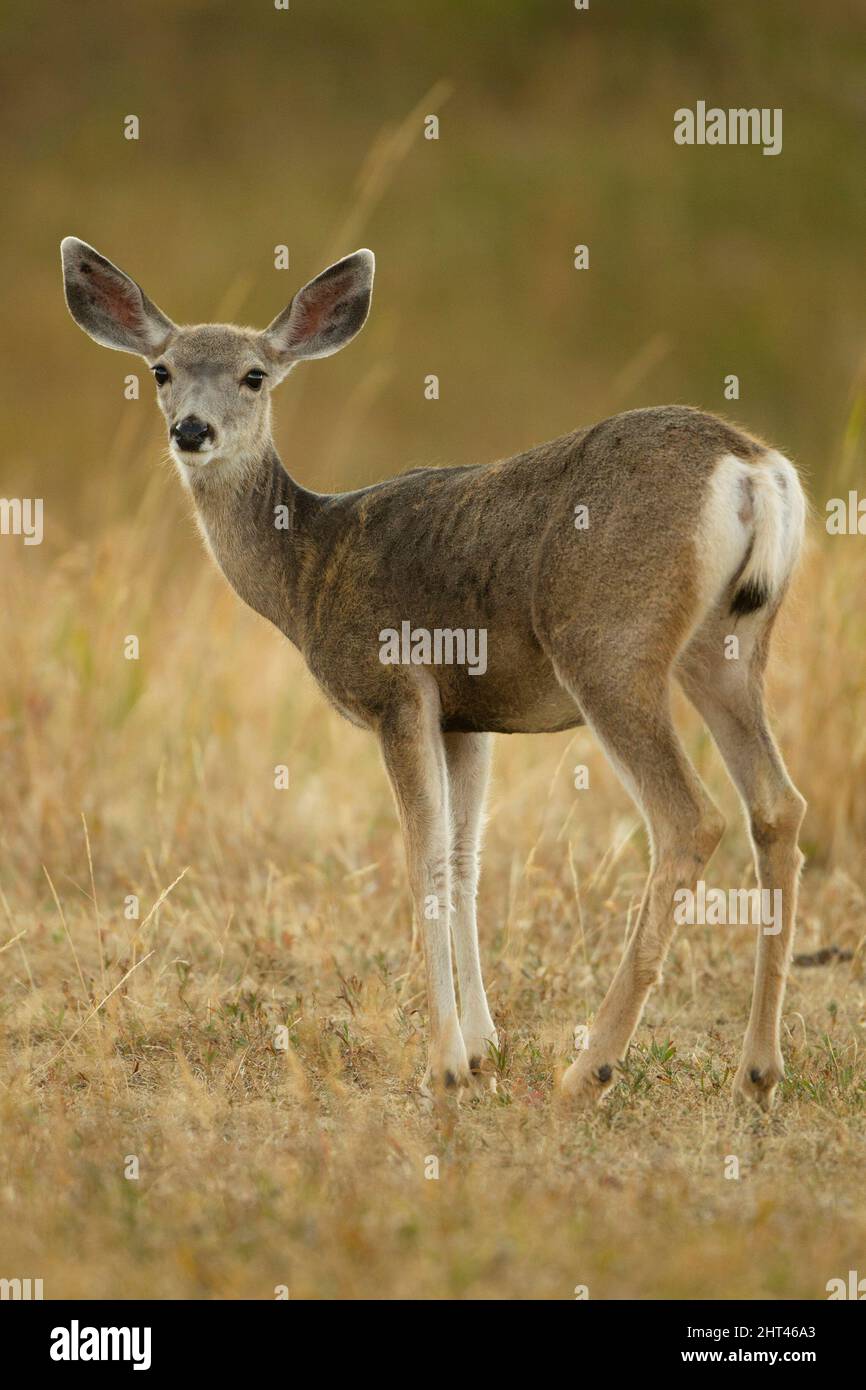 Mule deer (Odocoileus hemionus), doe. Yellowstone National Park ...