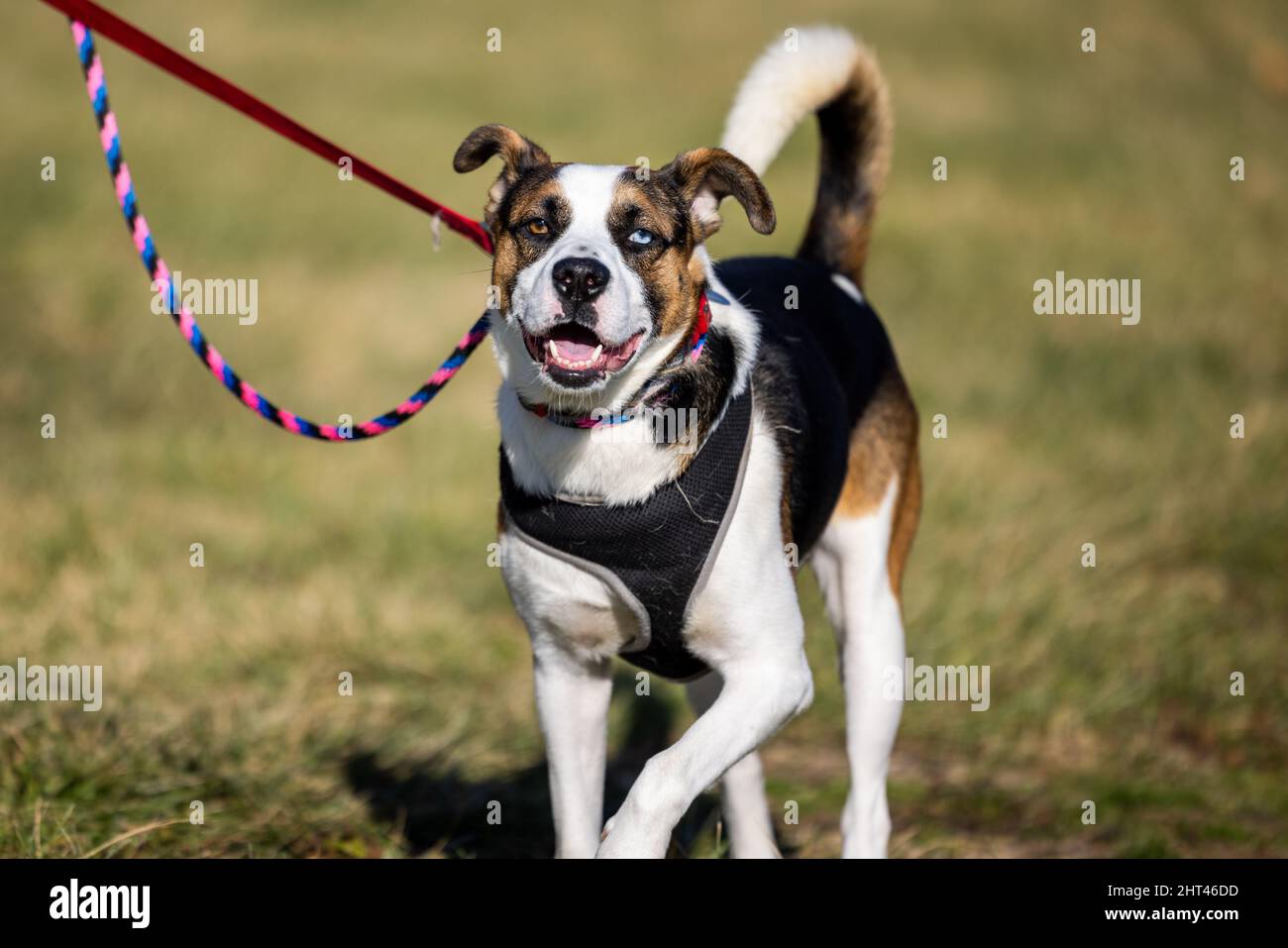View of the beautiful bull terrier with heterochromia on the leash ...