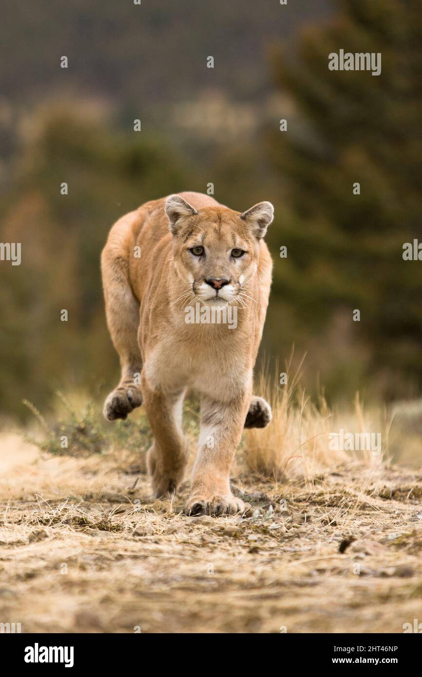 Mountain lion (Puma concolor), running to camera. Montana, USA Stock ...