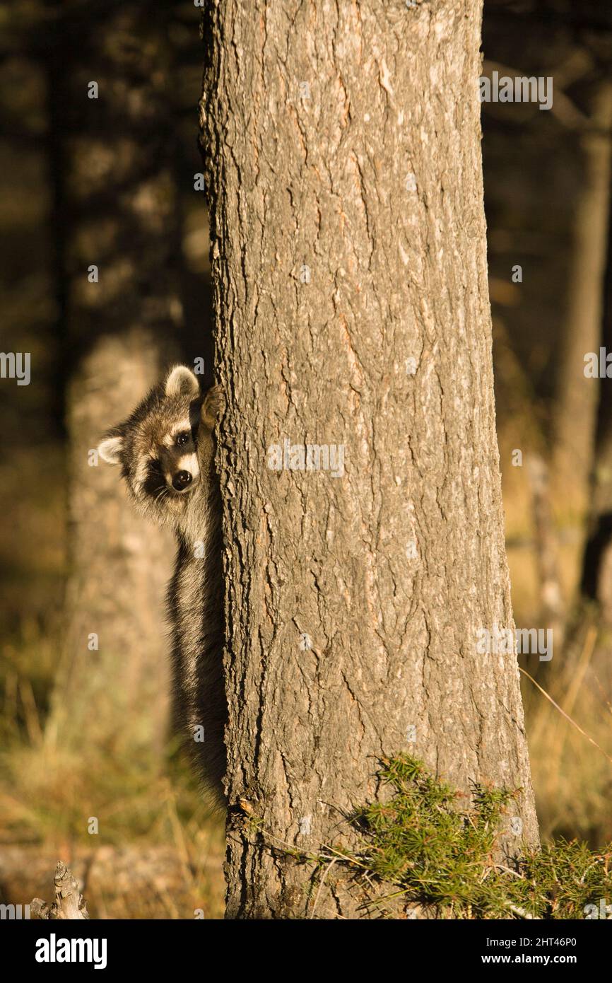 Northern raccoon (Procyon lotor), peering out from behind a tree ...