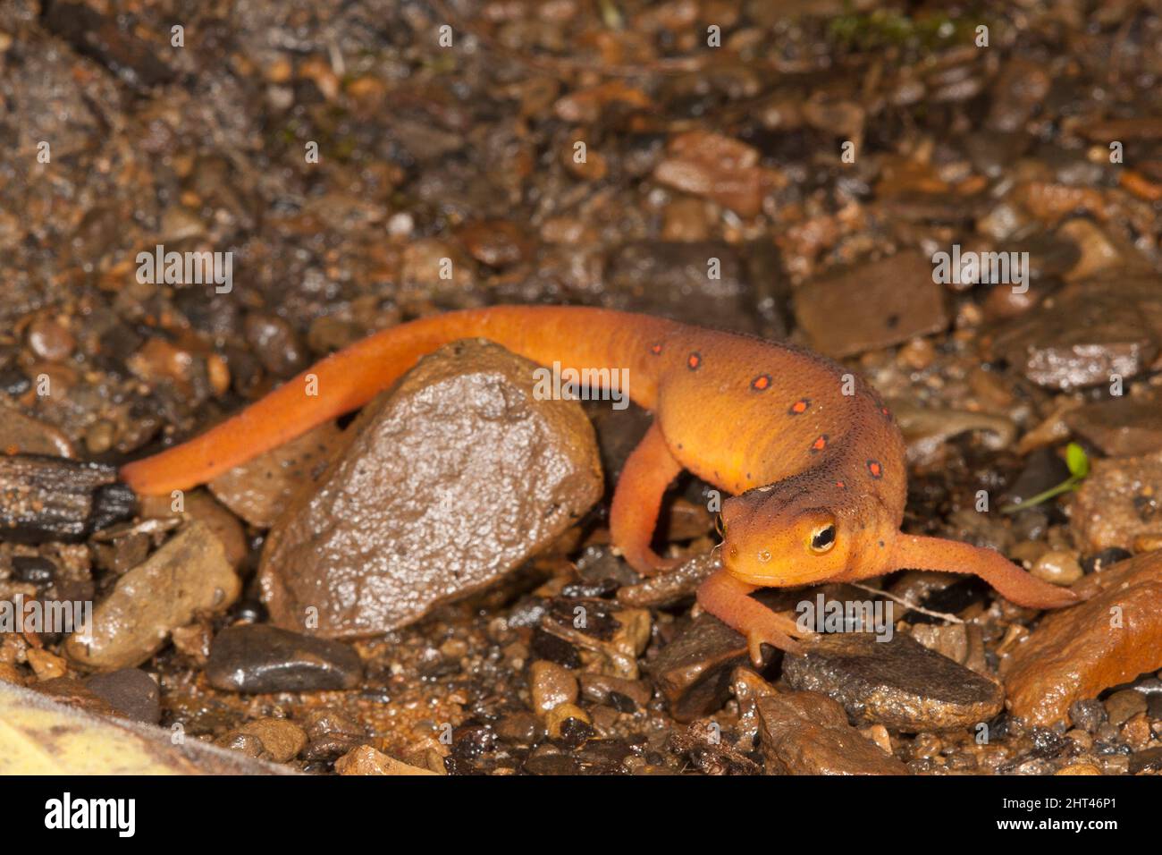 Eastern newt (Notophthalmus viridescens), juvenile, terrestrial, phase ...